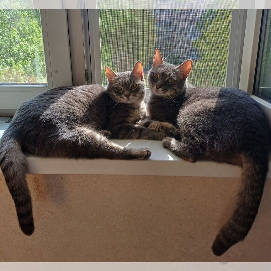 Взрослый кот в добрые руки