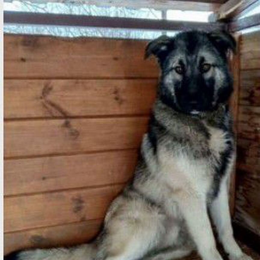 В добрые руки