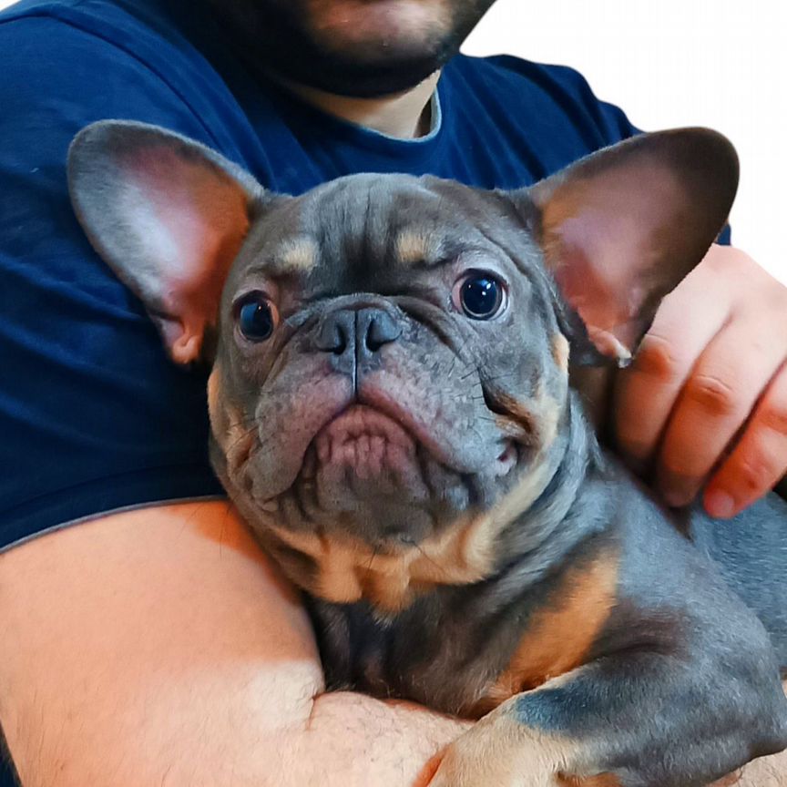 Шикарный кобель французского бульдога