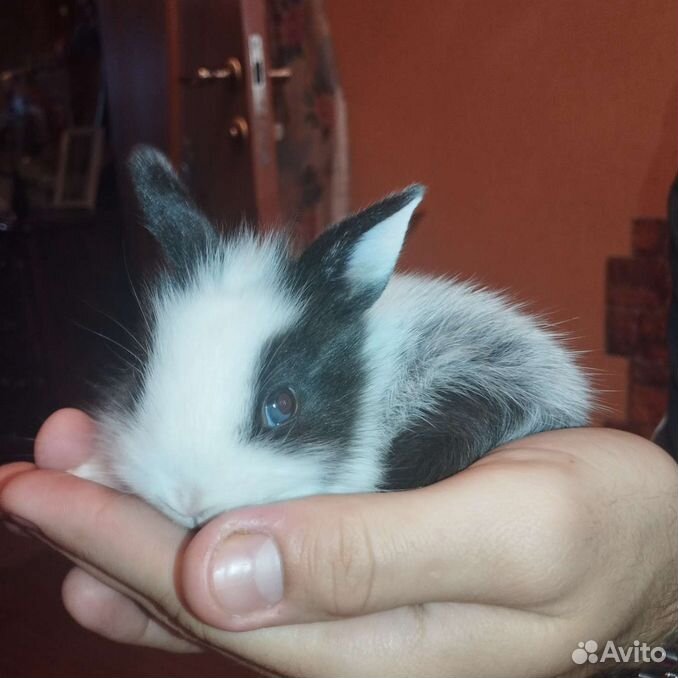 Декоративные крольчата