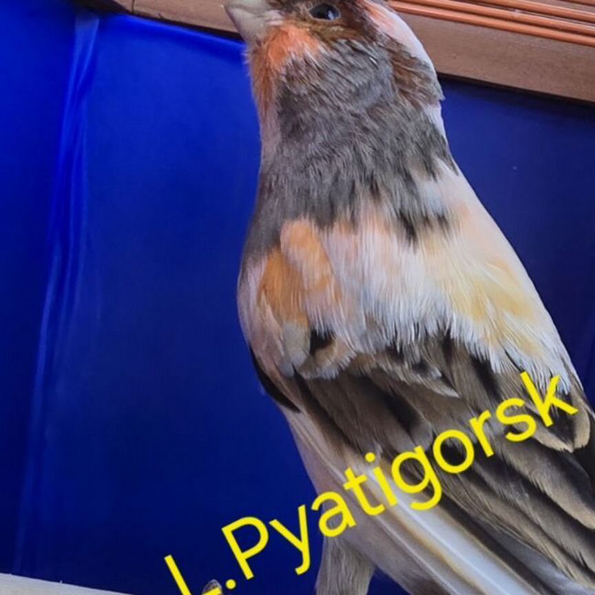 Кенара и канарейки