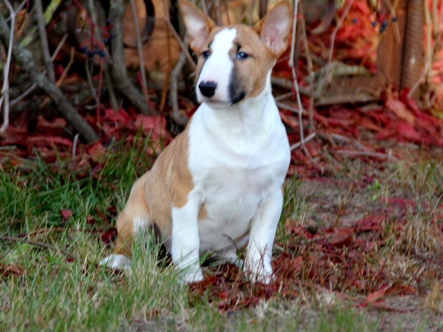 Миниатюрный бультерьер