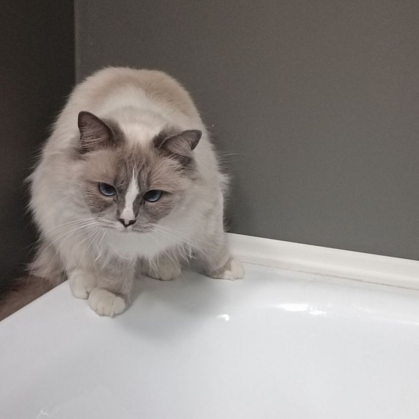 Рэгдолл кот