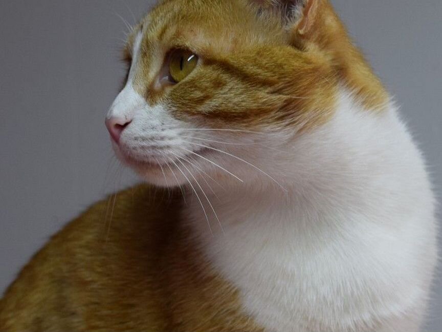 Кот рыжий молодой добрый красивый