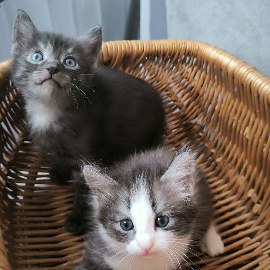 Котята
