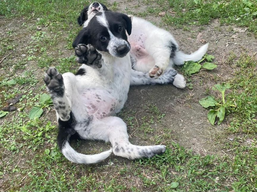 Щенки смесь спаниеля