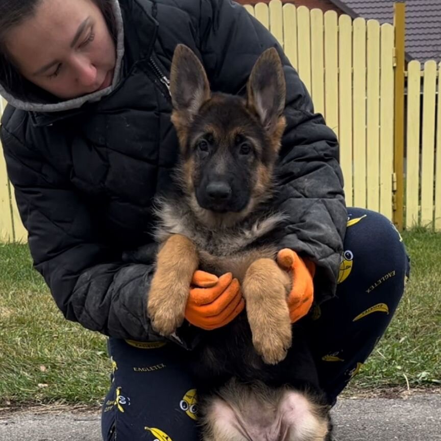 Щенки немецкой овчарки