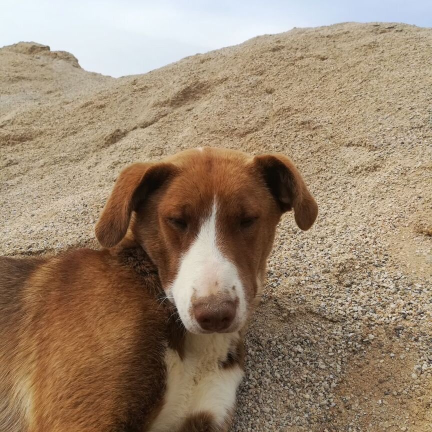 Собака в добрые руки