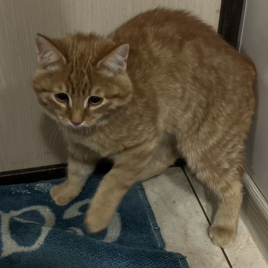 Котёнок в добрые руки