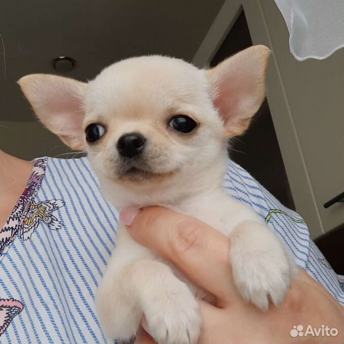 Девочка super mini