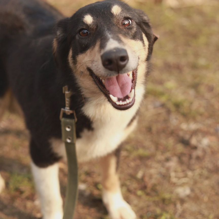 Красавица Яшма