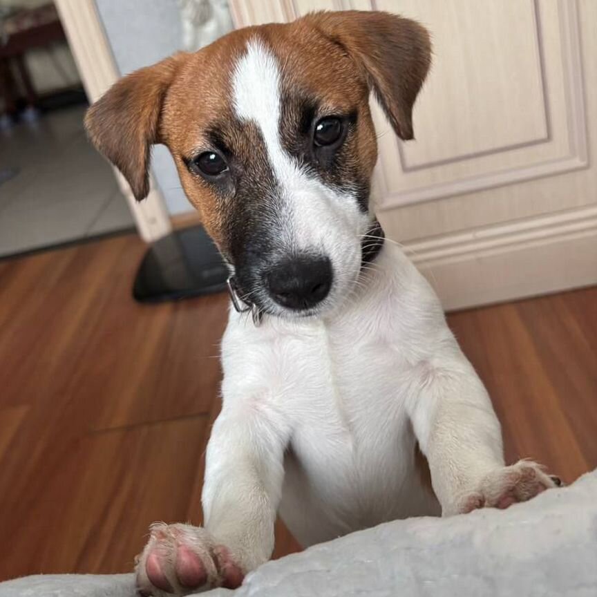 Джек-рассел-терьер, щенок