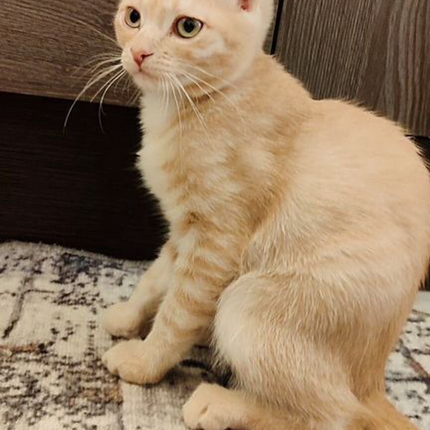 Отдам кота в добрые руки бесплатно