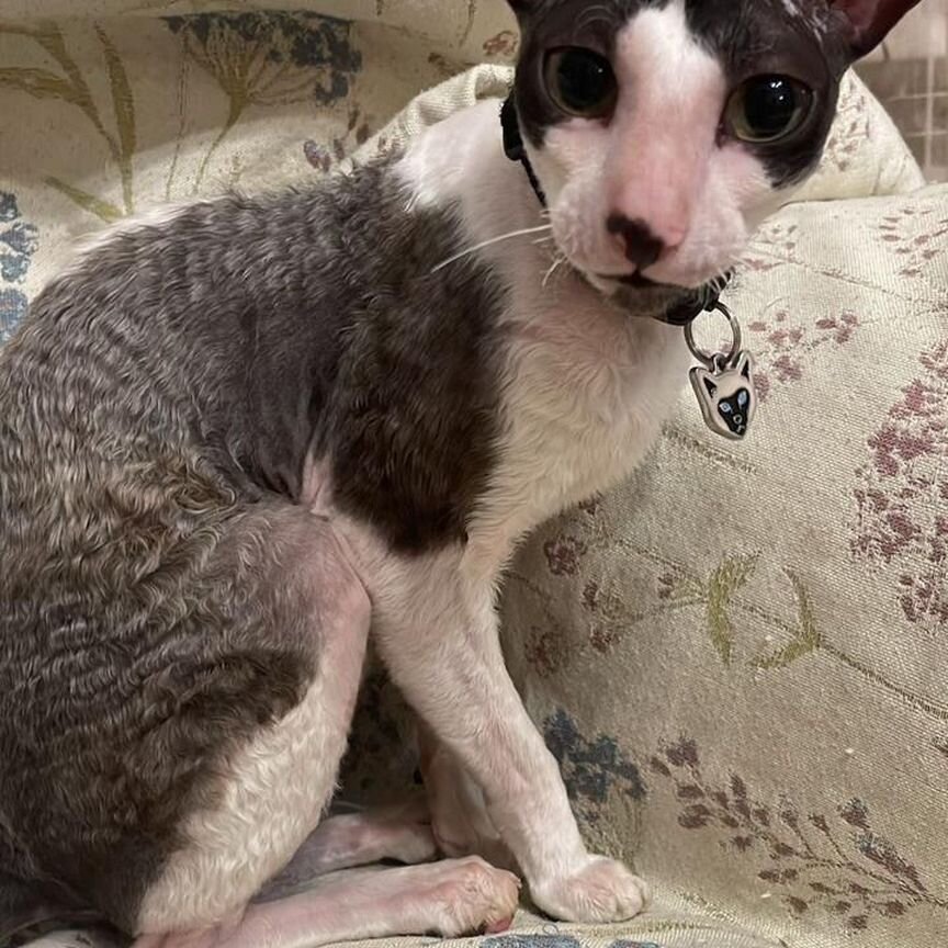 Корниш-рекс потерялся