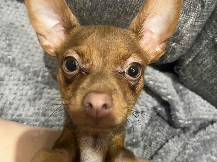 Той-терьер щенок 5 месяцев