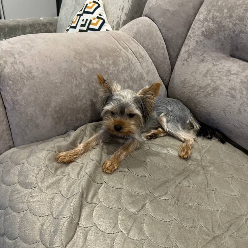 Йоркширский терьер