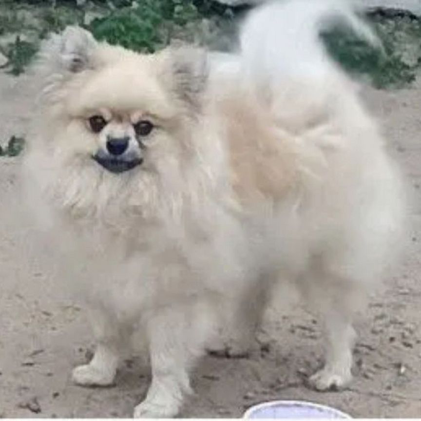 Померанский шпиц, взрослый пёс