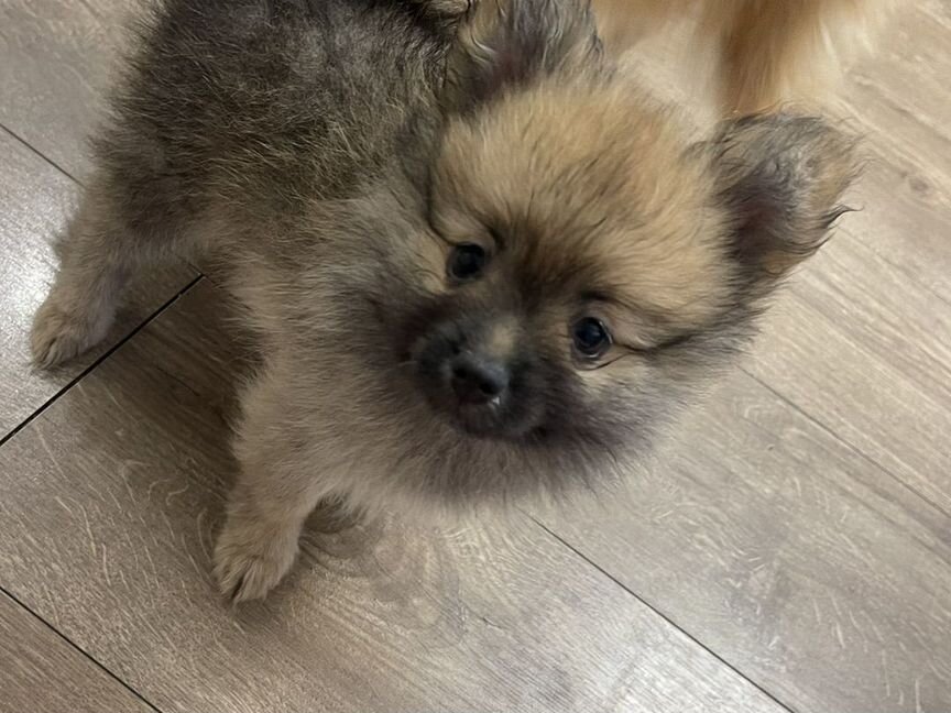 Милашка Щенок шпиц