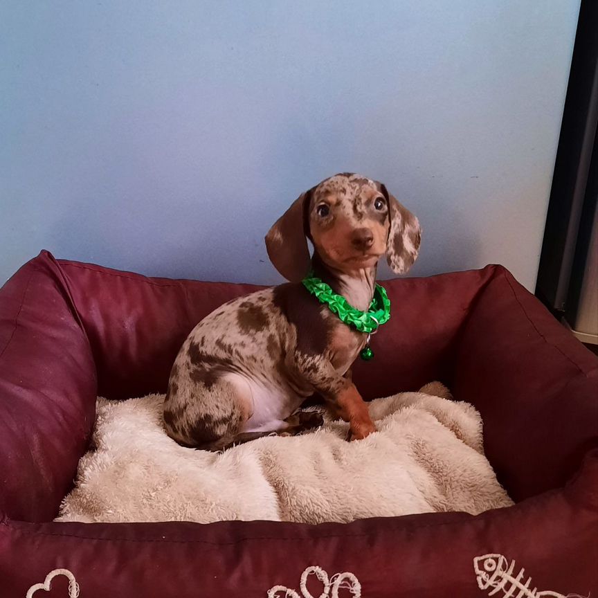 Карликовая такса