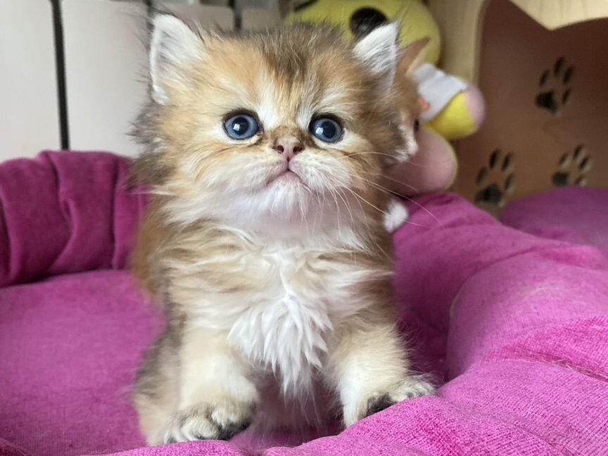 Шотландские котята