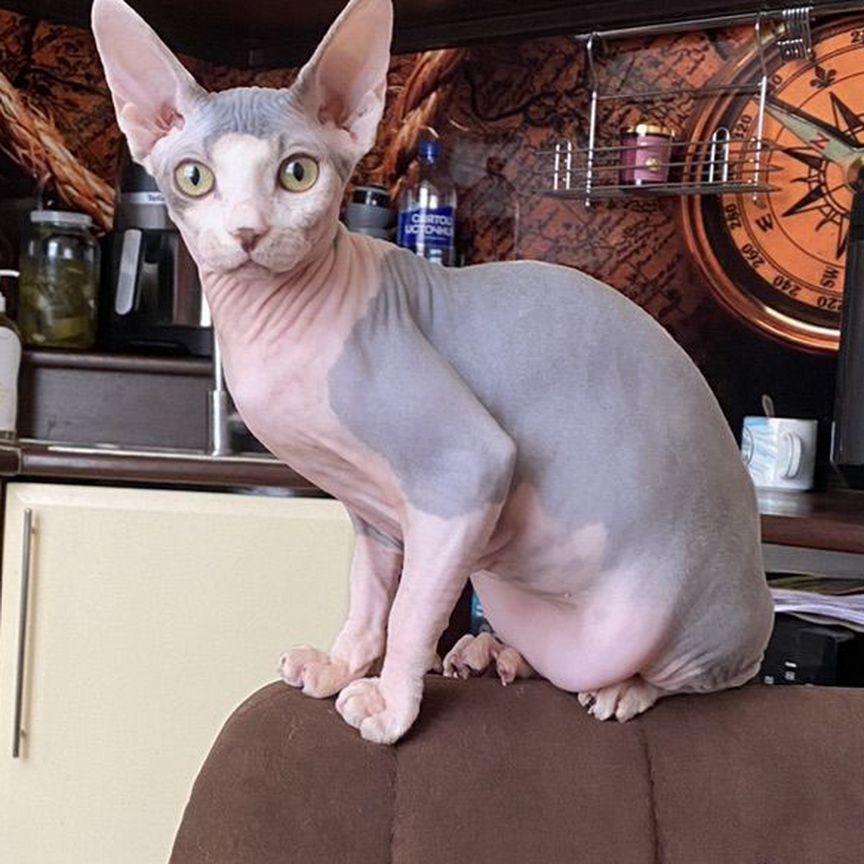 Отдам кота в добрые руки бесплатно