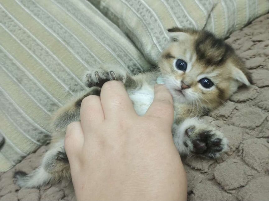 Шотландские котята