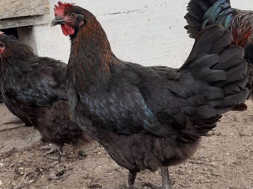 Куры черно медный маран