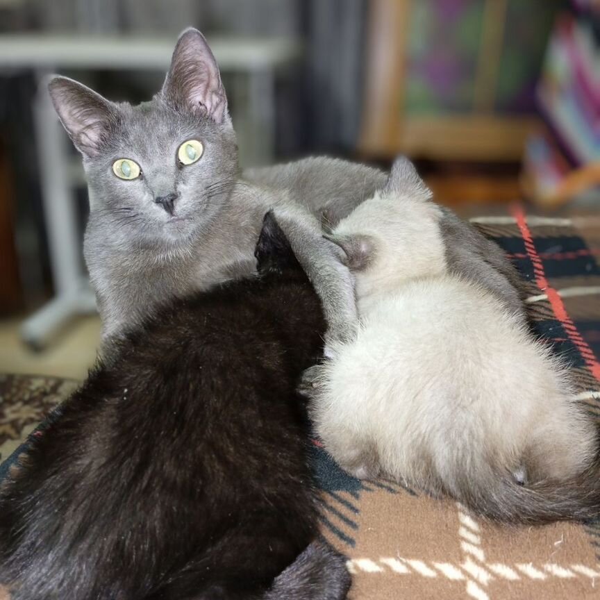 Отдадим котят в добрые руки