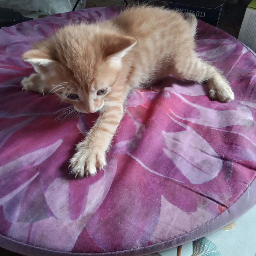 Котёнок в добрые руки