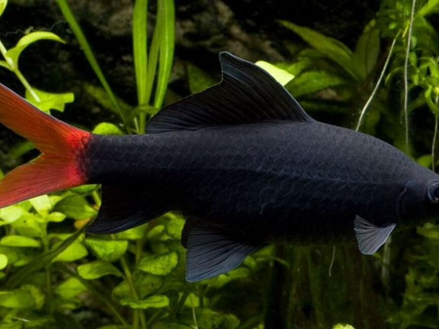 Лабео. Длина 10см