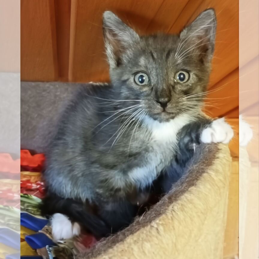 Котёнок в добрые руки