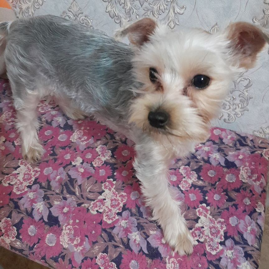 Йоркширский терьер