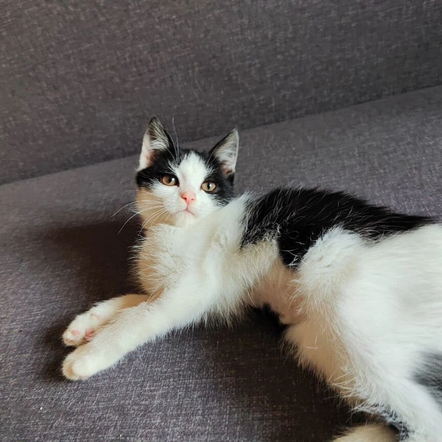 Котёнок Малинка ищет дом