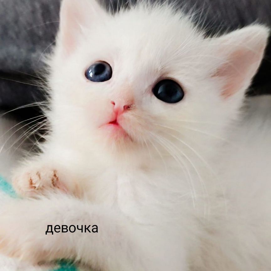 Супер котятки
