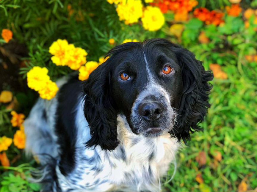 Русский Охотничий Спаниель вязка