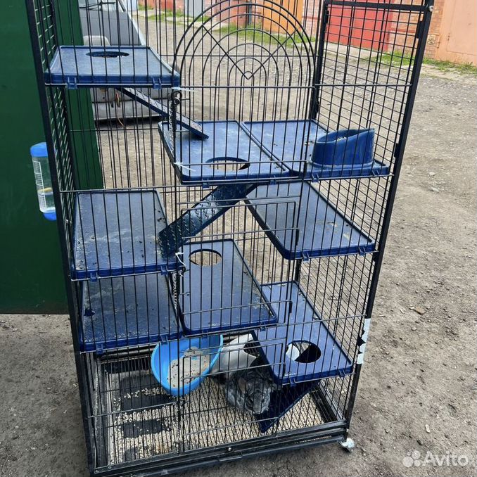 Пара шиншилл с клеткой