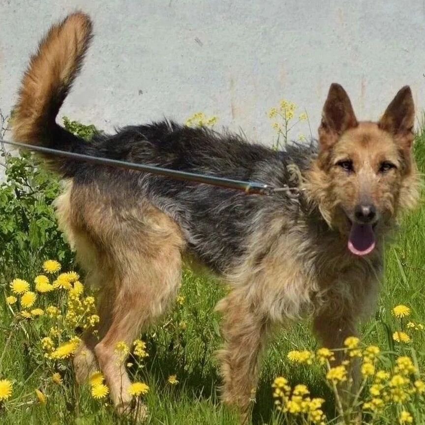 Эрдельтерьер, взрослый пёс