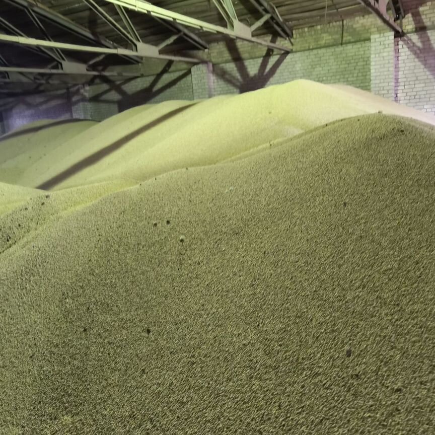 Горох кормовой 300 тонн