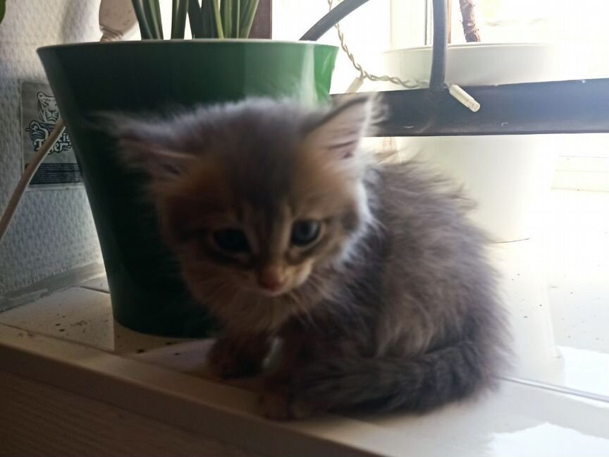 Кошка в дар бесплатно