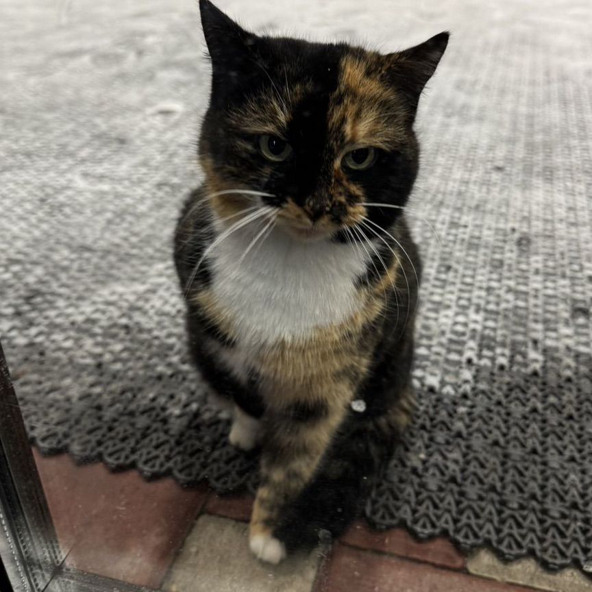 Ищем хозяев