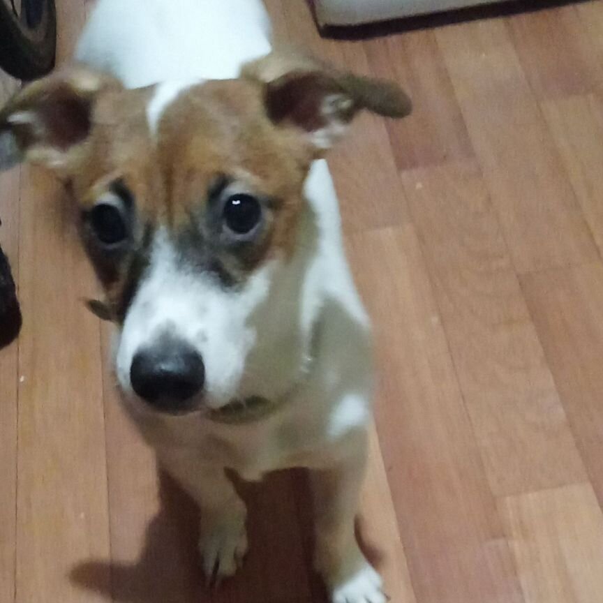 Джек рассел