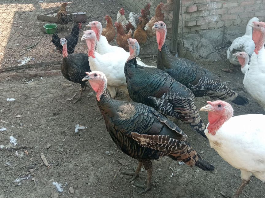 Индюки живым весом