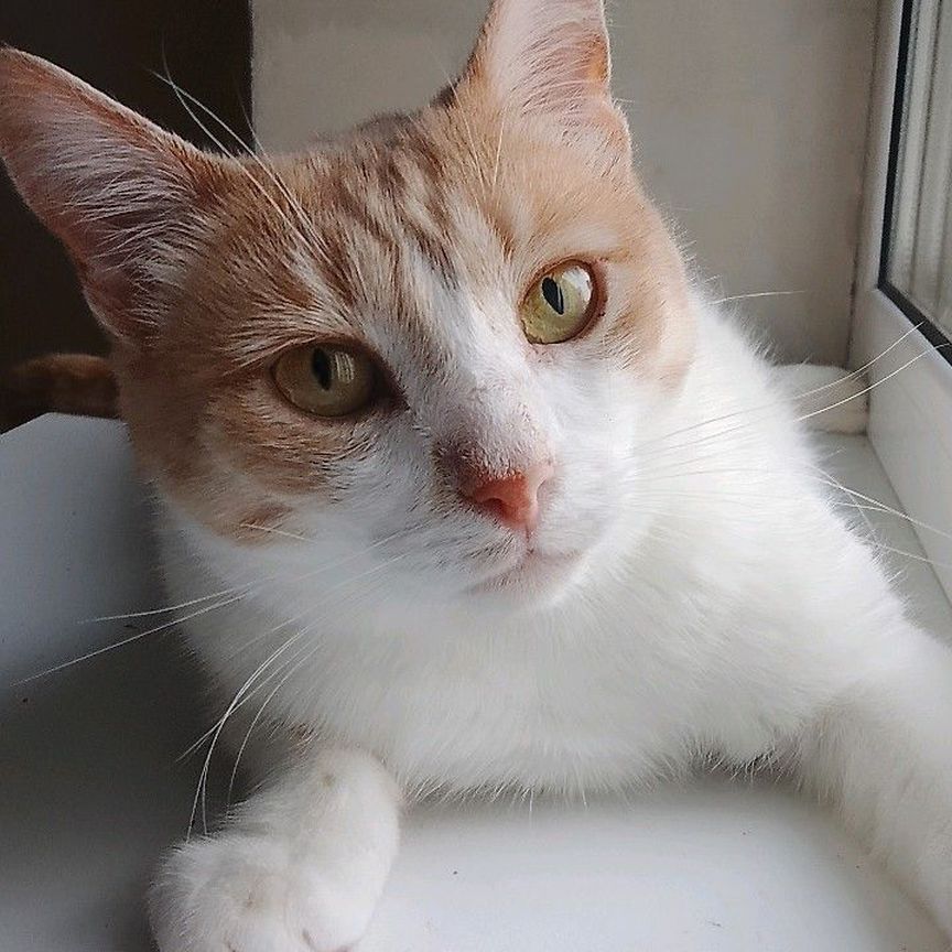 Котик 2,5 г, доставка