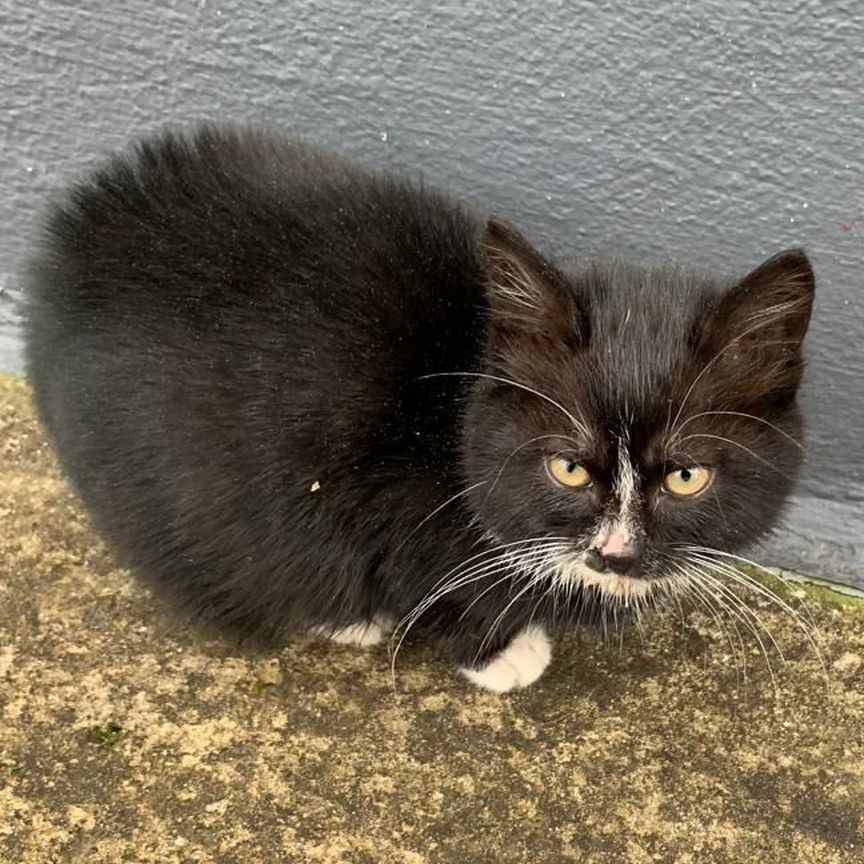 Котёнок в добрые руки