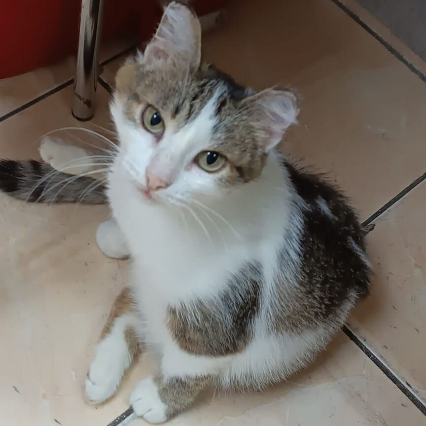 Кошки в добрые руки