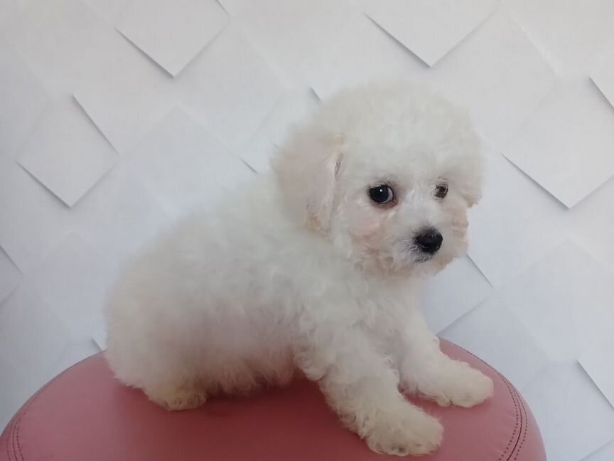 Щенки бишон фризе