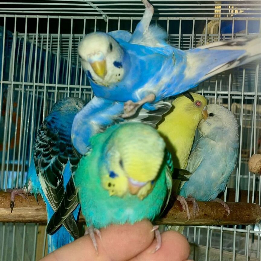 Волнистый попугай