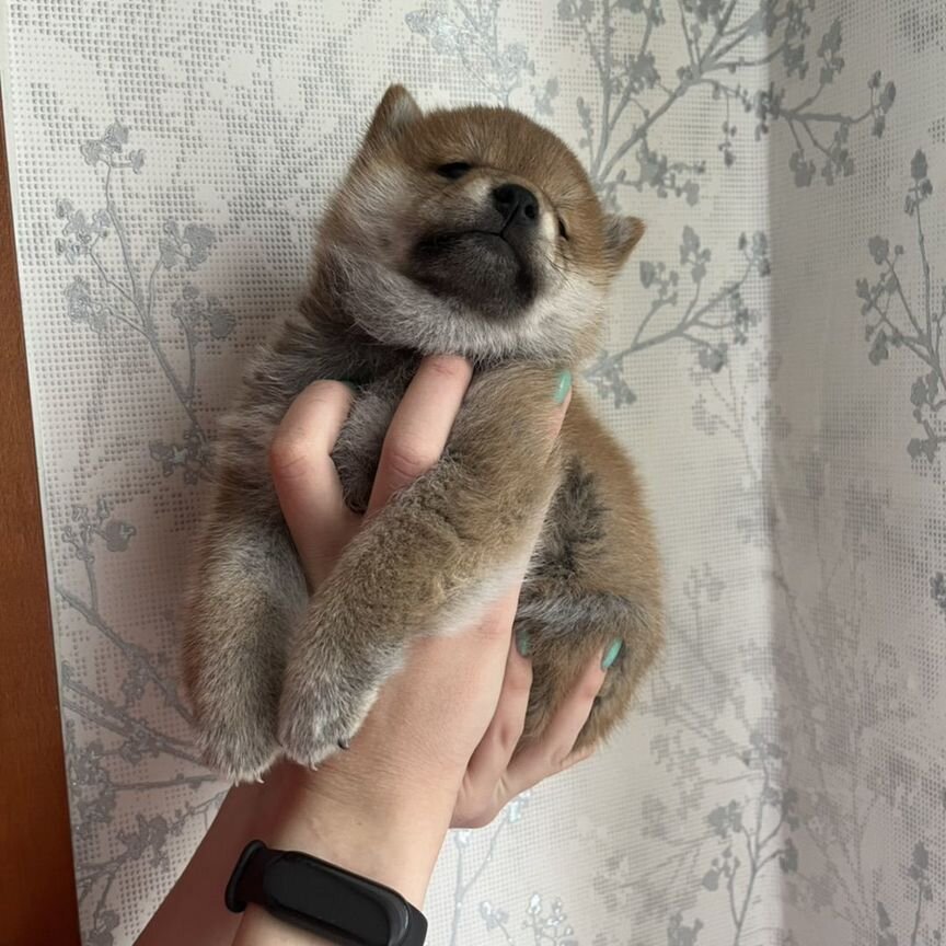 Щенки сиба ину