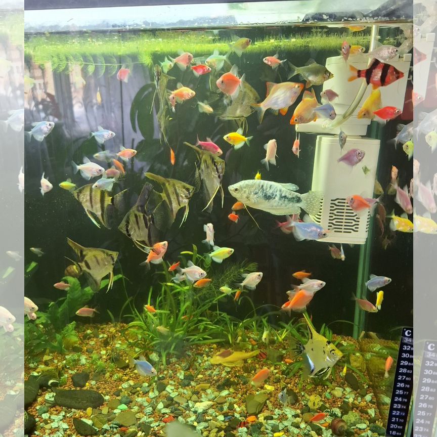 Аквариумные рыбки собственного разведения