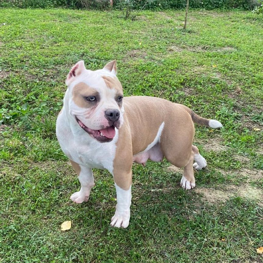 Американский булли